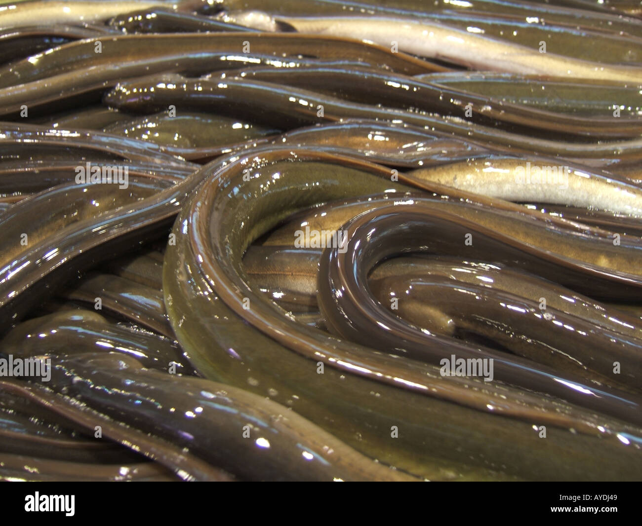 Slime eels hi-res stock photography and images - Alamy
