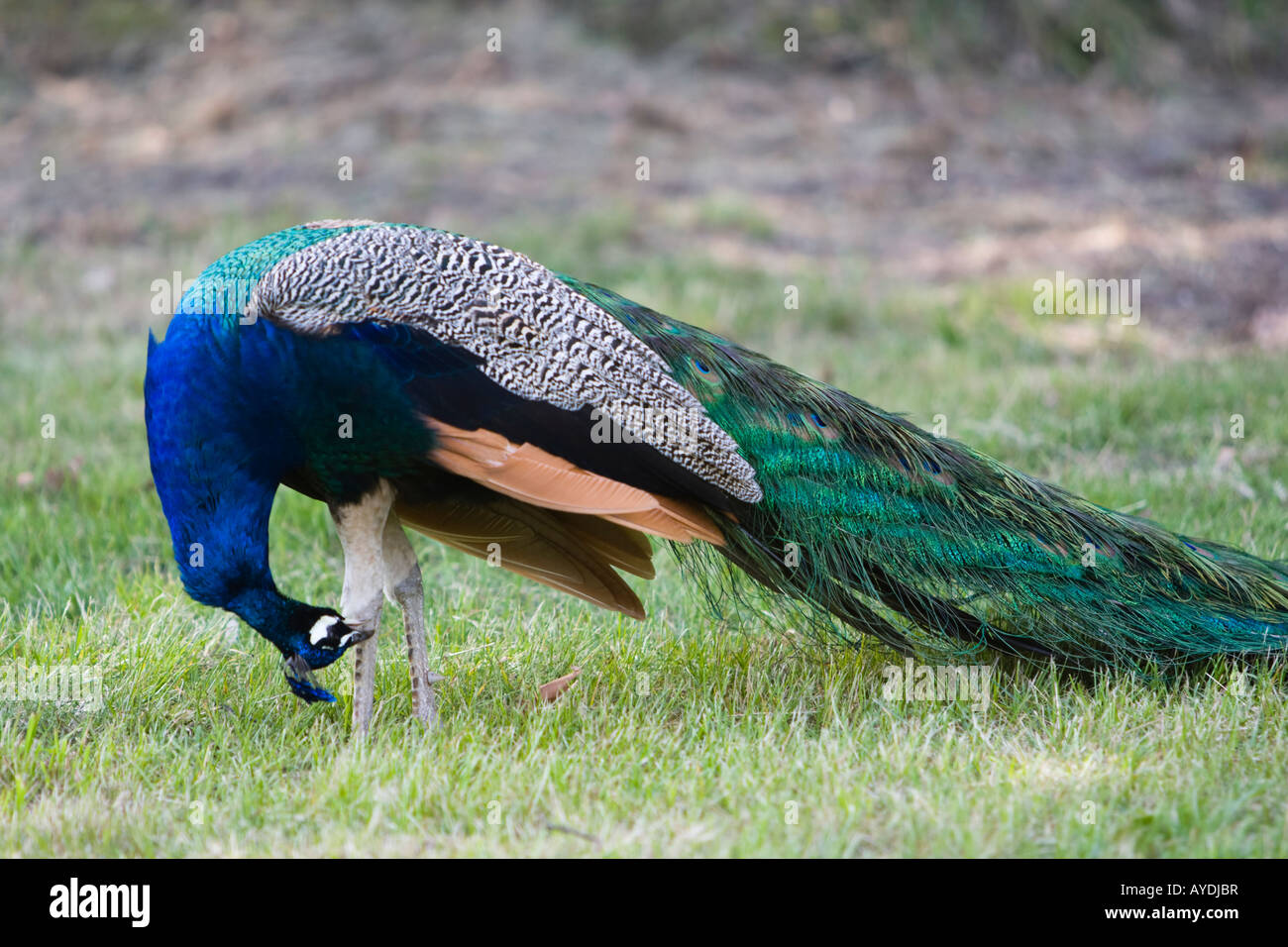 Bowing posture hi-res stock photography and images - Alamy