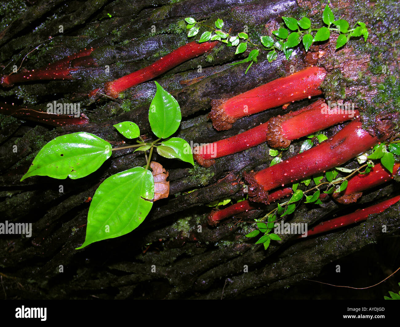 The rainforest in Dominica Stock Photo - Alamy