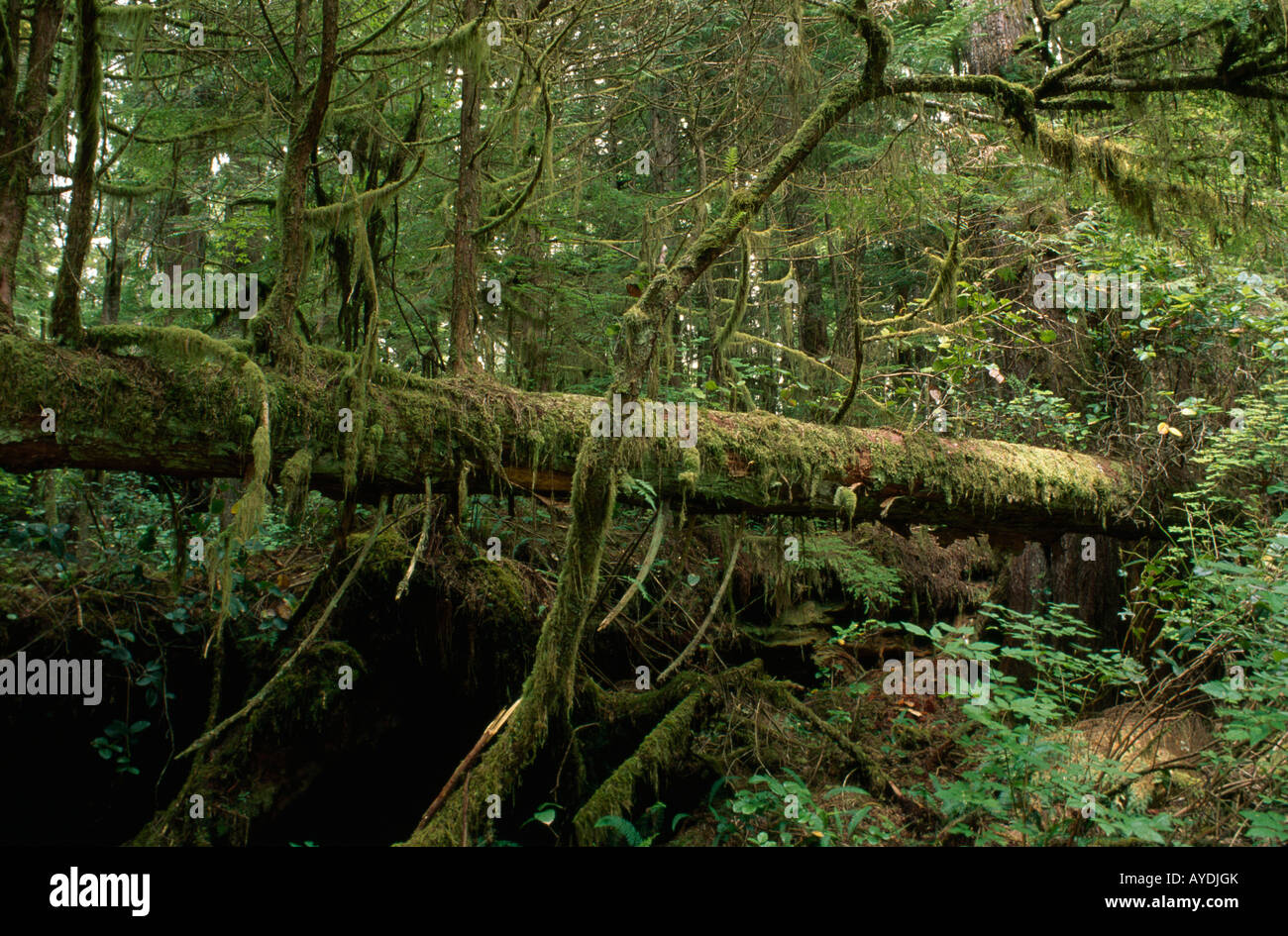 Fallen trees in tropical forests hi-res stock photography and images ...