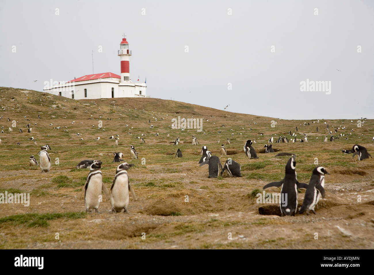 Isla magdalena hi-res stock photography and images - Alamy