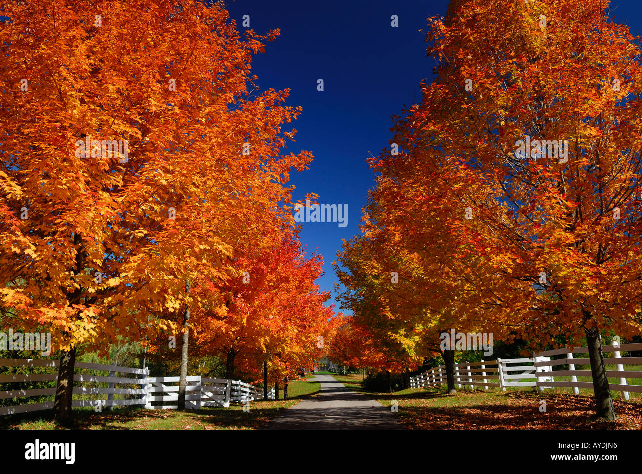 Red Maple trees along laneway to an Ontario farmhouse in Autumn Stock ...