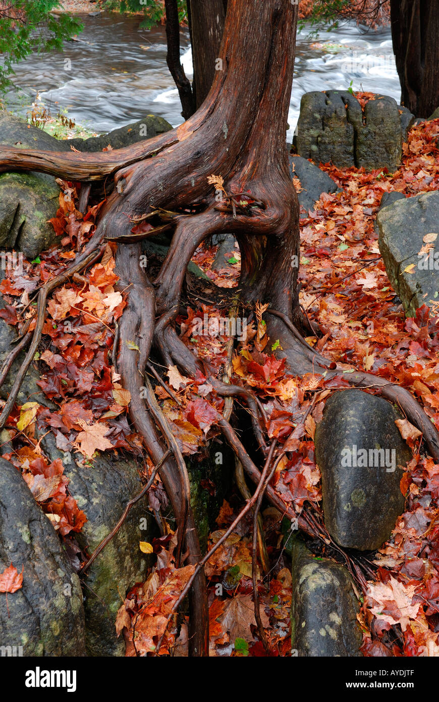Cedar tree clinging to smooth boulders by the Jones Falls Pottawatomi ...