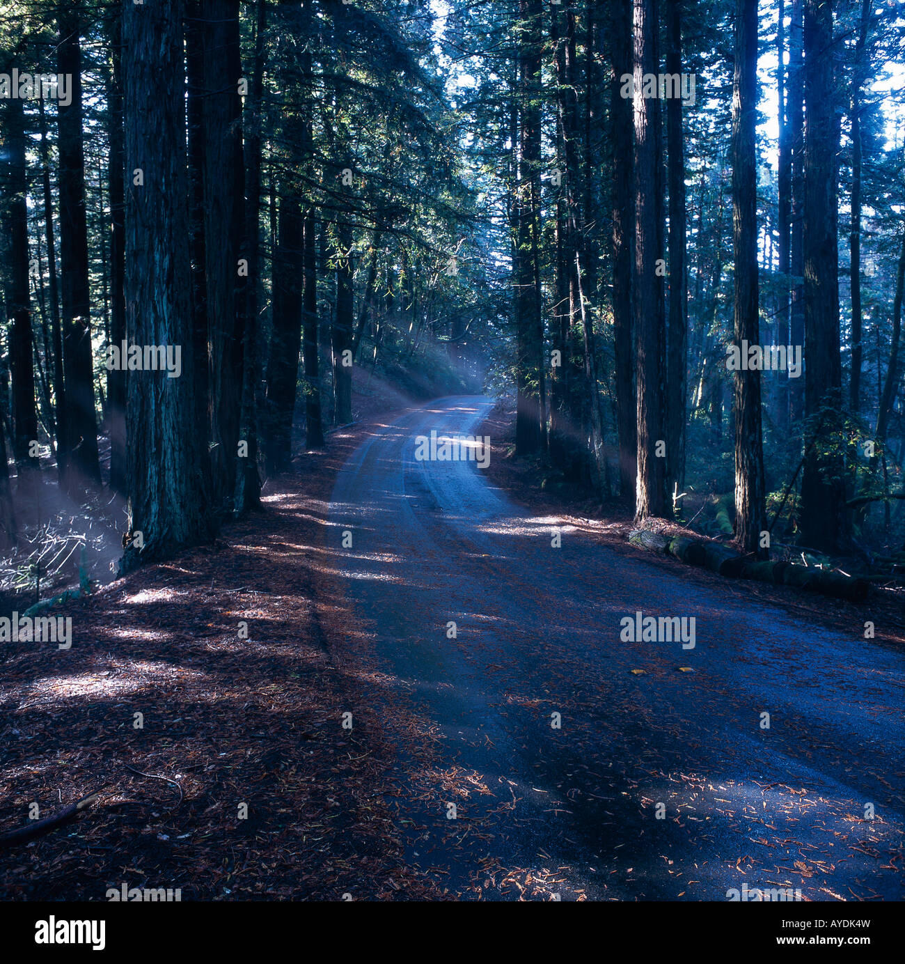 Misty road hi-res stock photography and images - Alamy