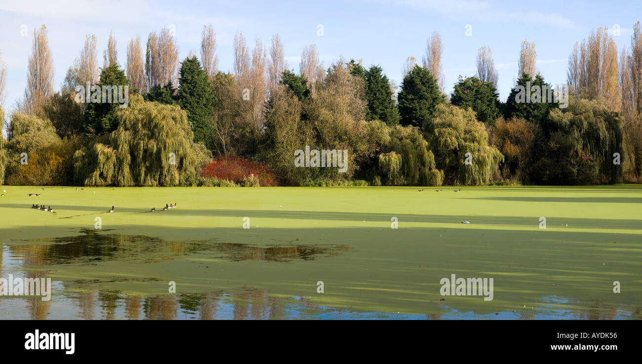 River colne riverside walk hi-res stock photography and images - Alamy
