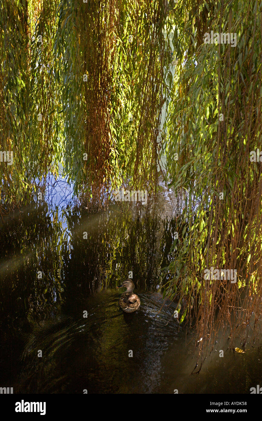 Willow tree foliage hangs down over the River Colne, Colchester autumn ...