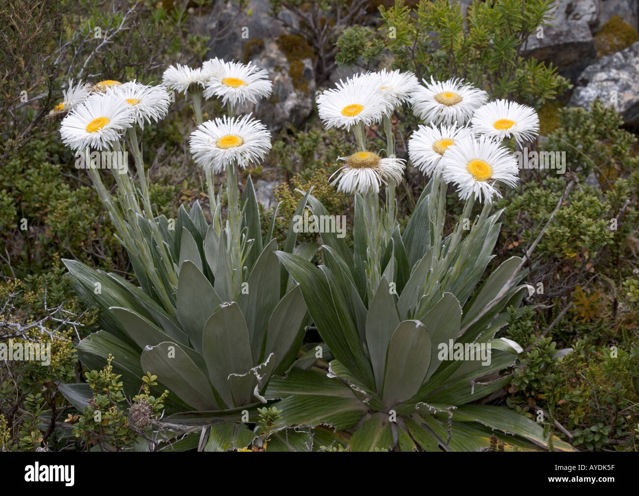 Large Mountain Daisy (Celmisia semicordata) in the southern alps South ...