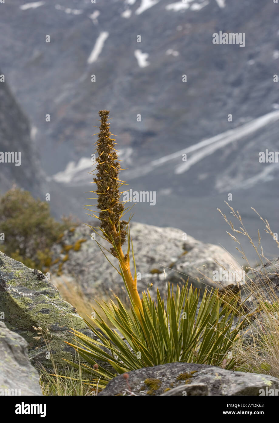 Golden Spaniard (Aciphylla aurea) in the Hooker Valley, southern alps ...