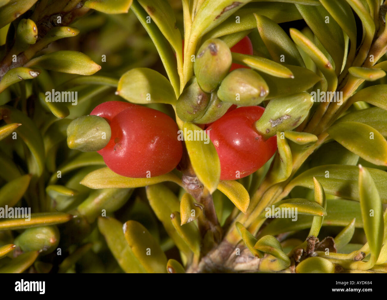Mountain totara (Podocarpus nivalis) with berries, South Island, New ...