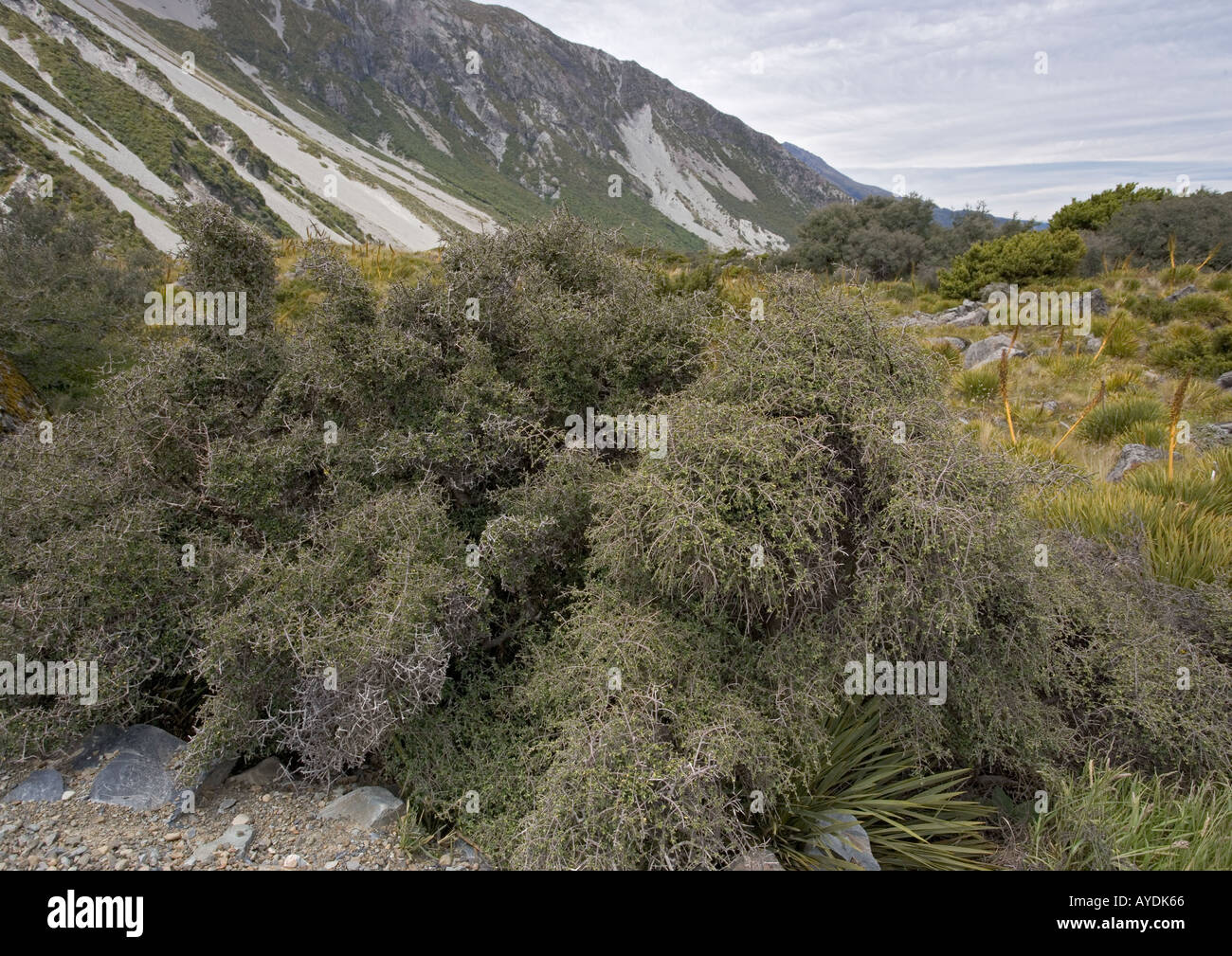 Wild Irishman tangled shrub exhibiting divaricate branching pattern ...