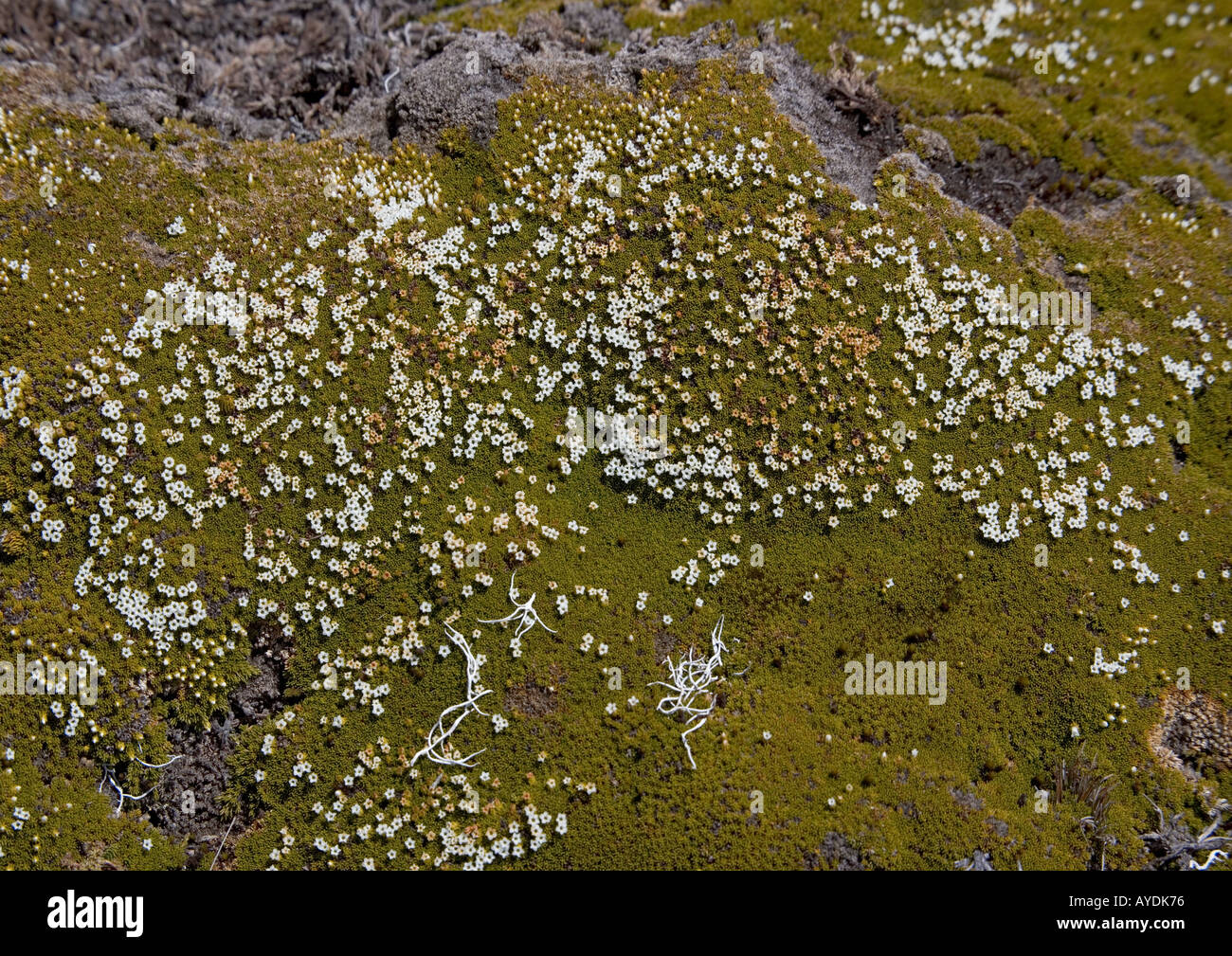 Old man range new zealand hi-res stock photography and images - Alamy
