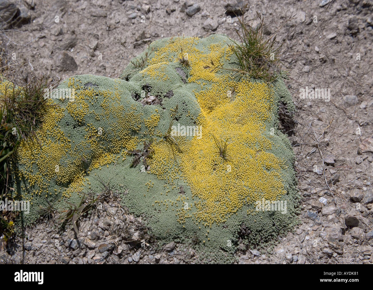 Vegetable sheep plant hi-res stock photography and images - Alamy