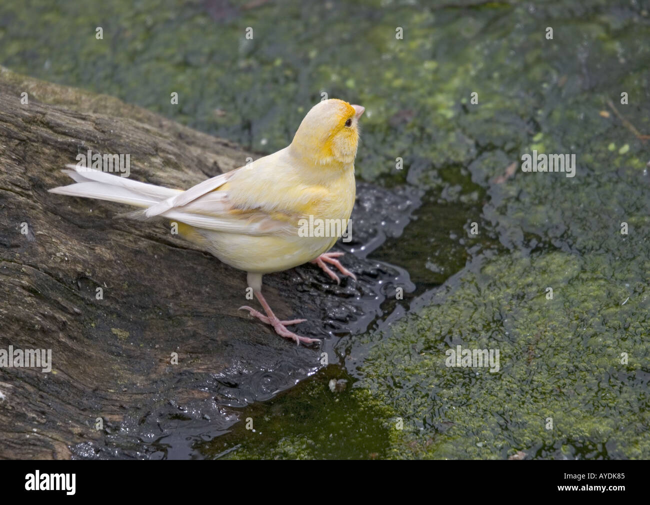Canary cage hi-res stock photography and images - Alamy