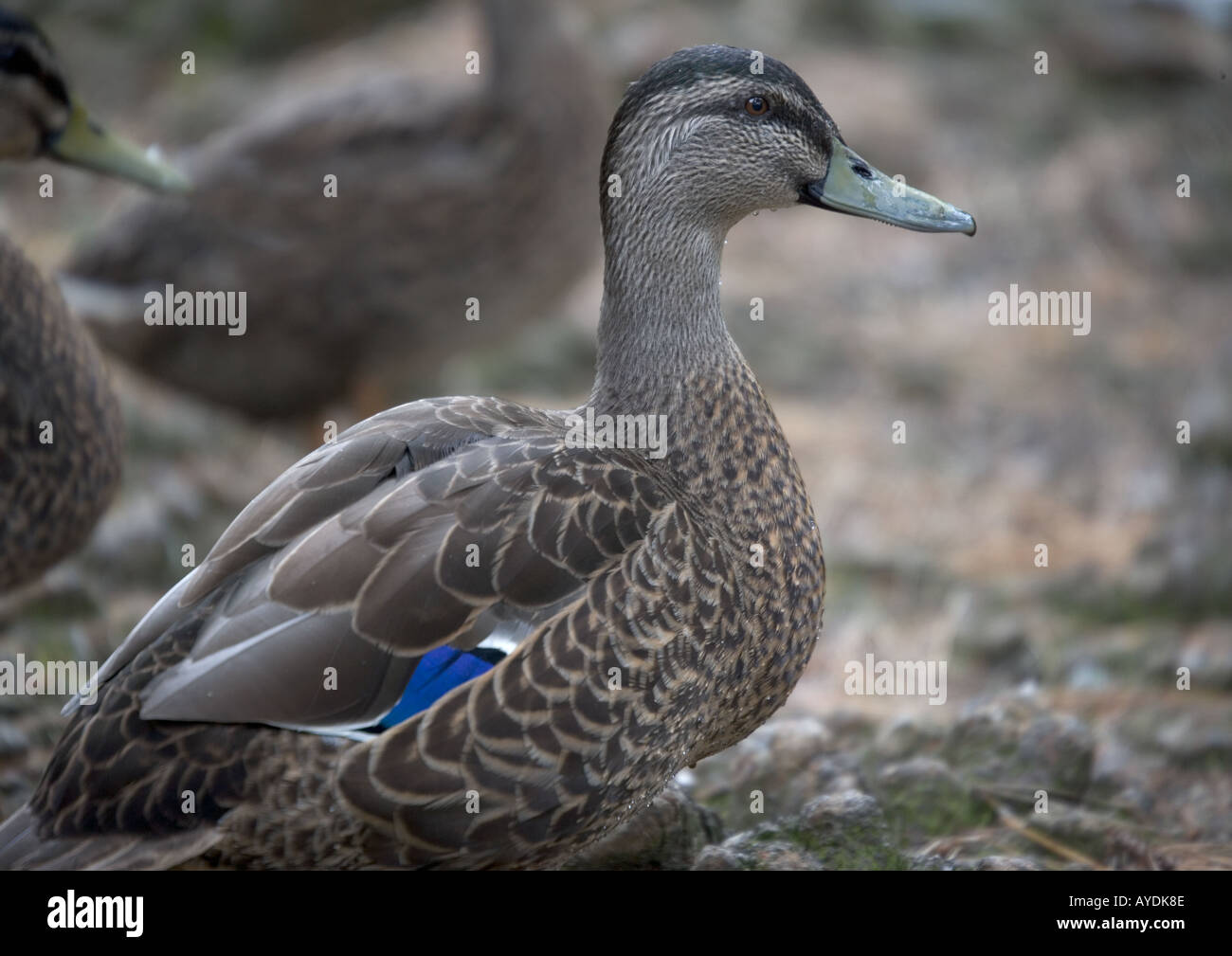 Maori Duck New Zealand Diving Duck Maori Ducks New Zealand Diving
