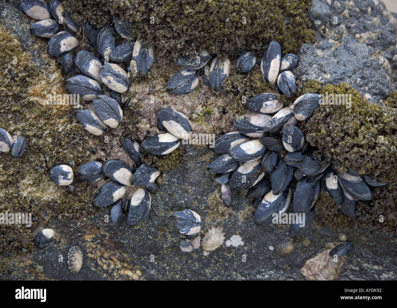 New zealand molluscs hi-res stock photography and images - Alamy