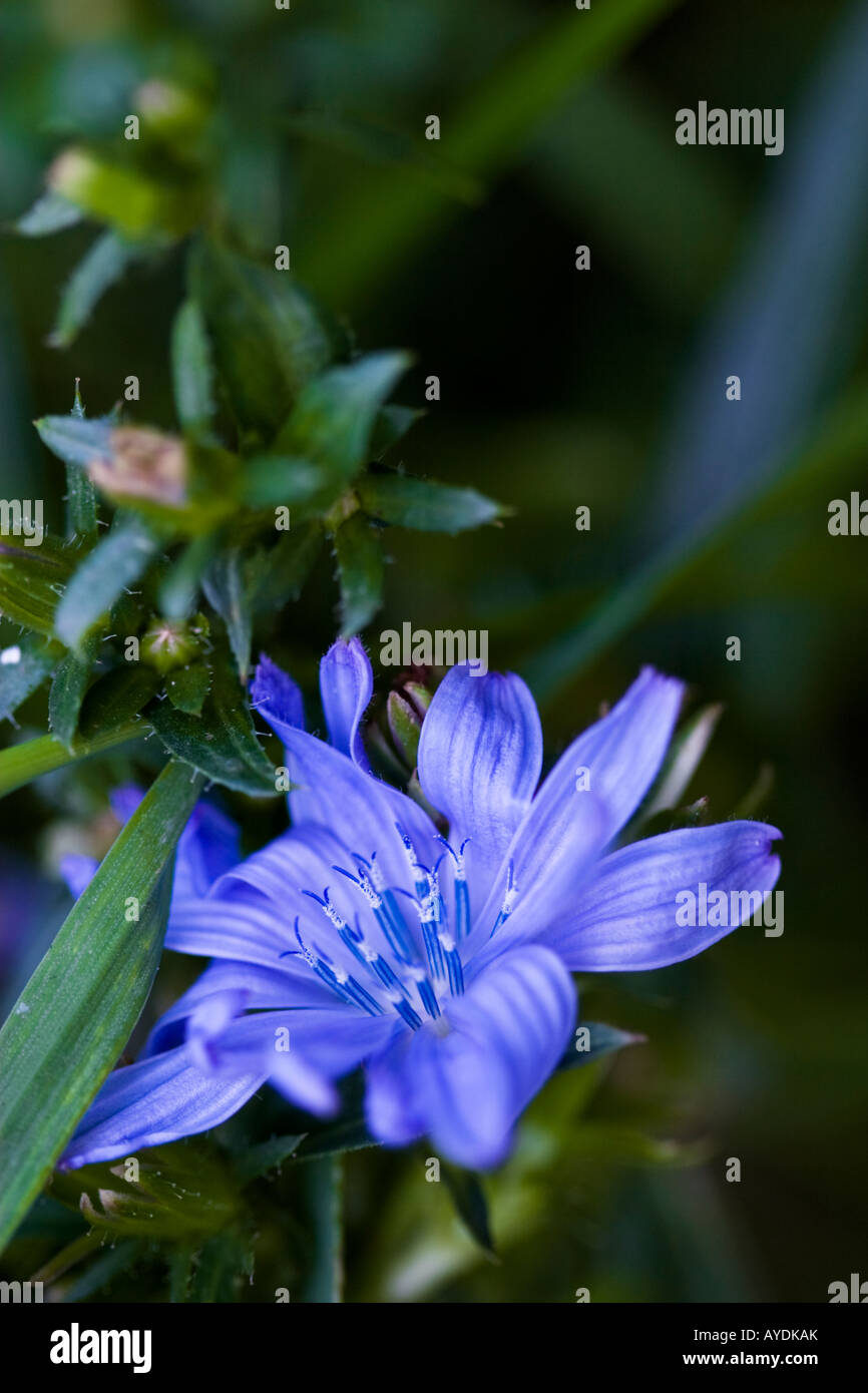 French chicory hi-res stock photography and images - Alamy
