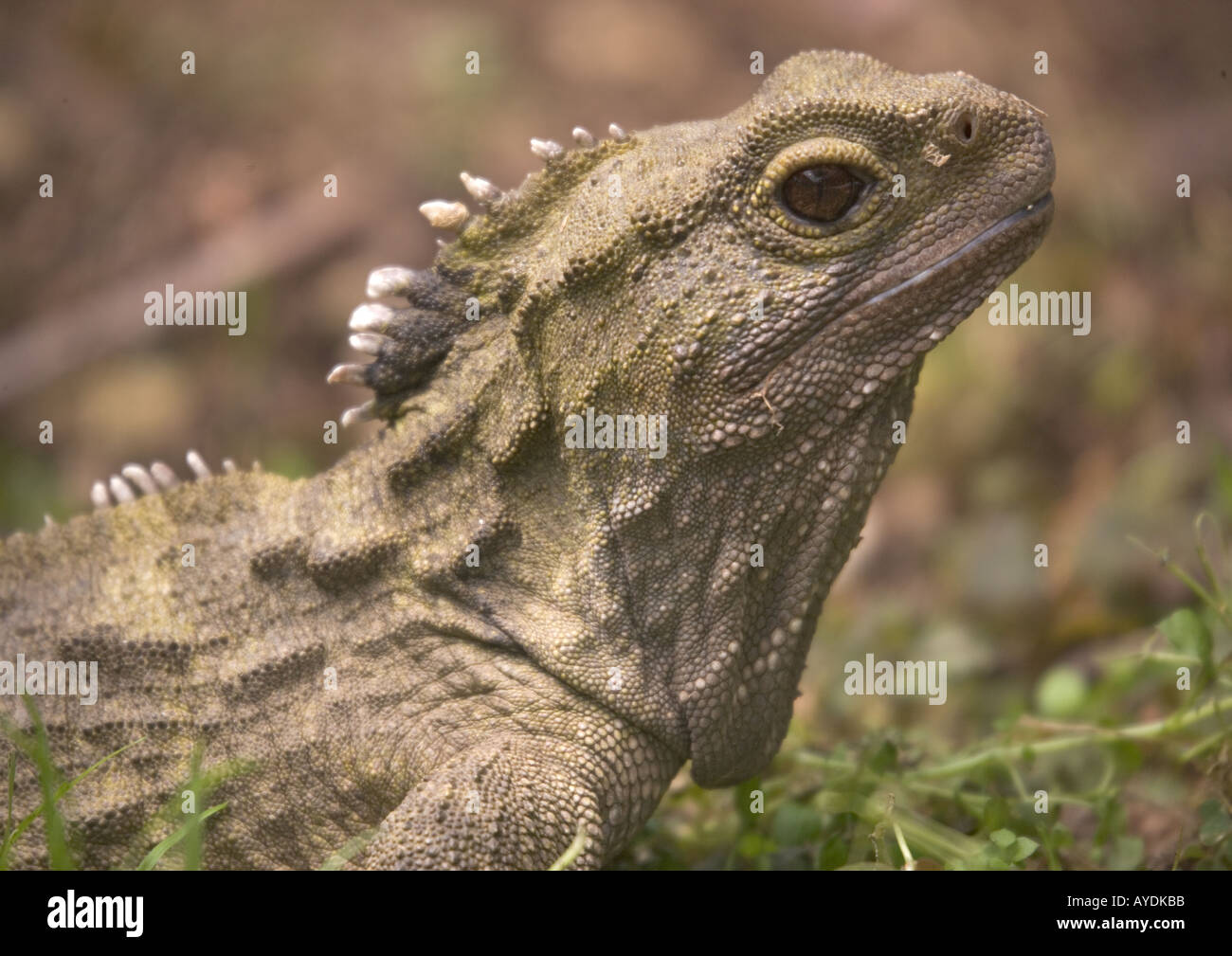 Tuatara (Sphenodon punctatus) ancient lizard distintly different from ...