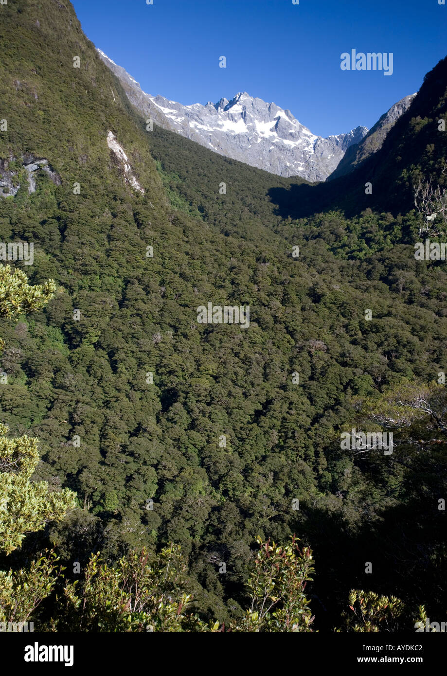 New forest front page hi-res stock photography and images - Alamy