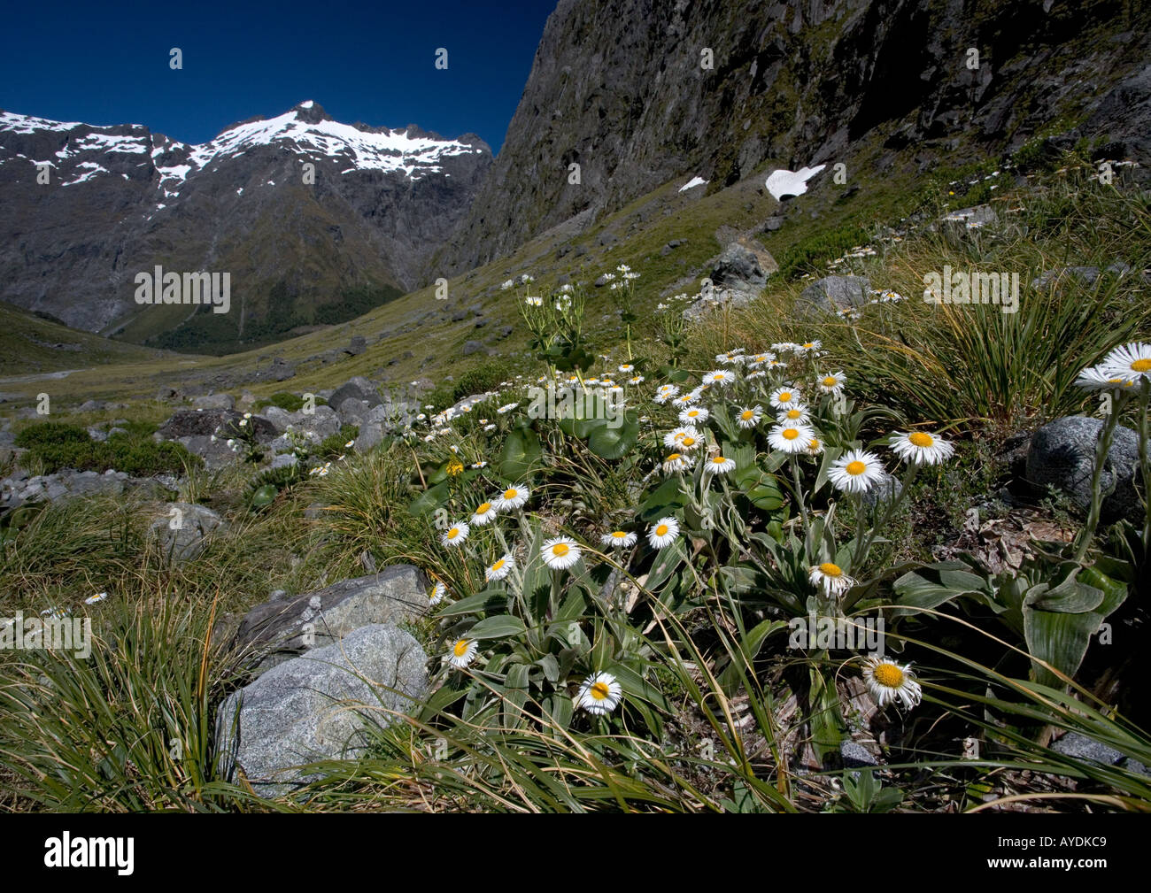 New zealand mountain buttercup hi-res stock photography and images - Alamy