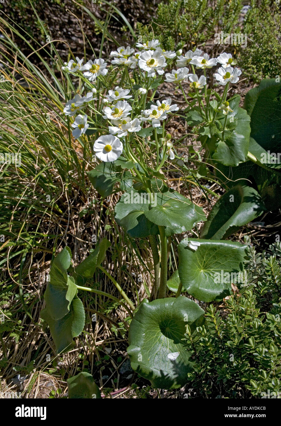 Mt Cook Lily giant buttercup in the Gertrude valley Fiordland National ...