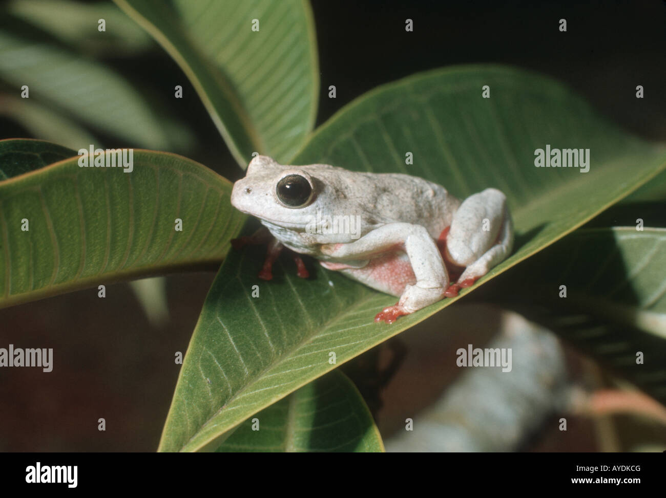 Frog on the leaf hi-res stock photography and images - Alamy