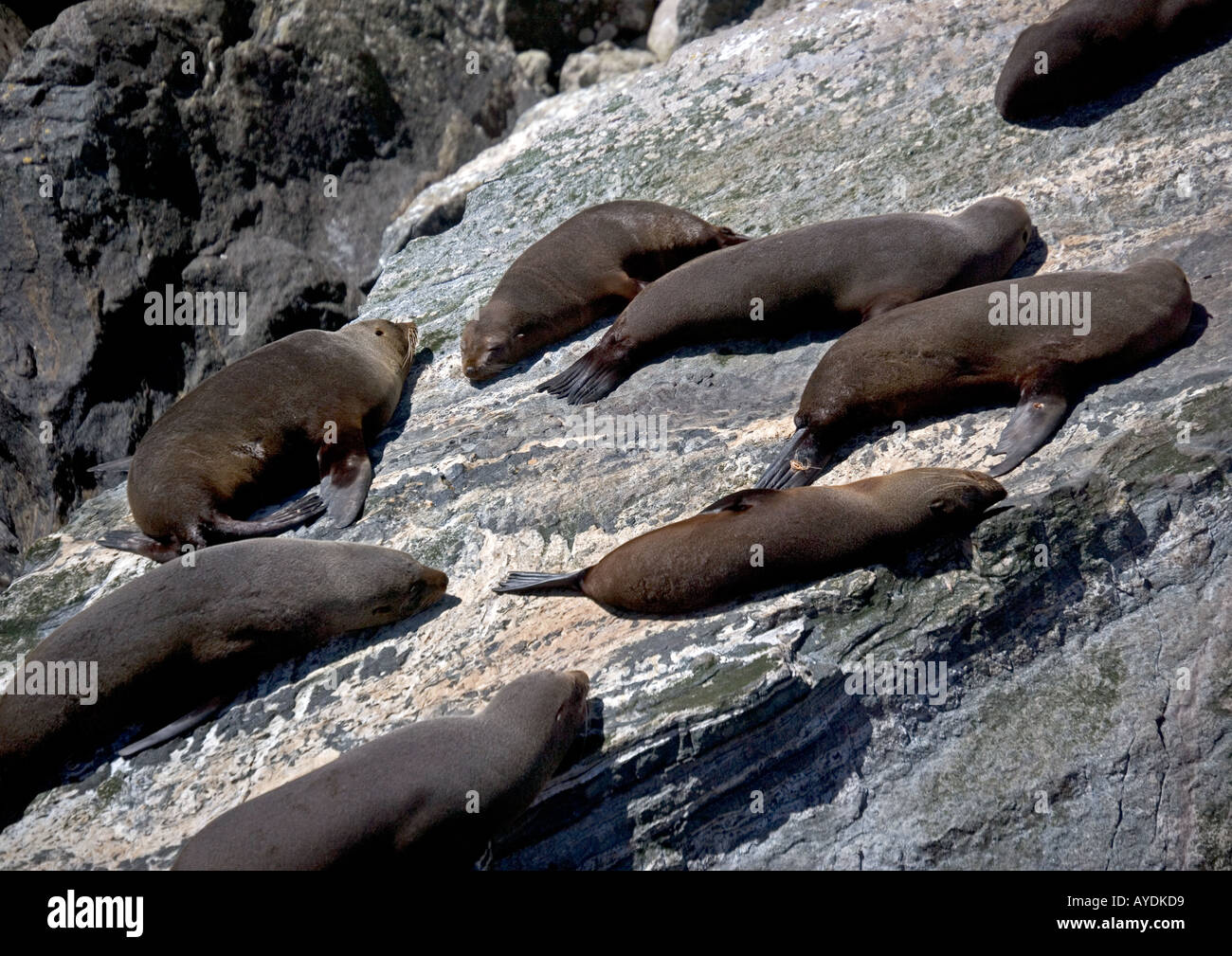 Group of young male New Zealand fur seals on rock Milford Sound ...