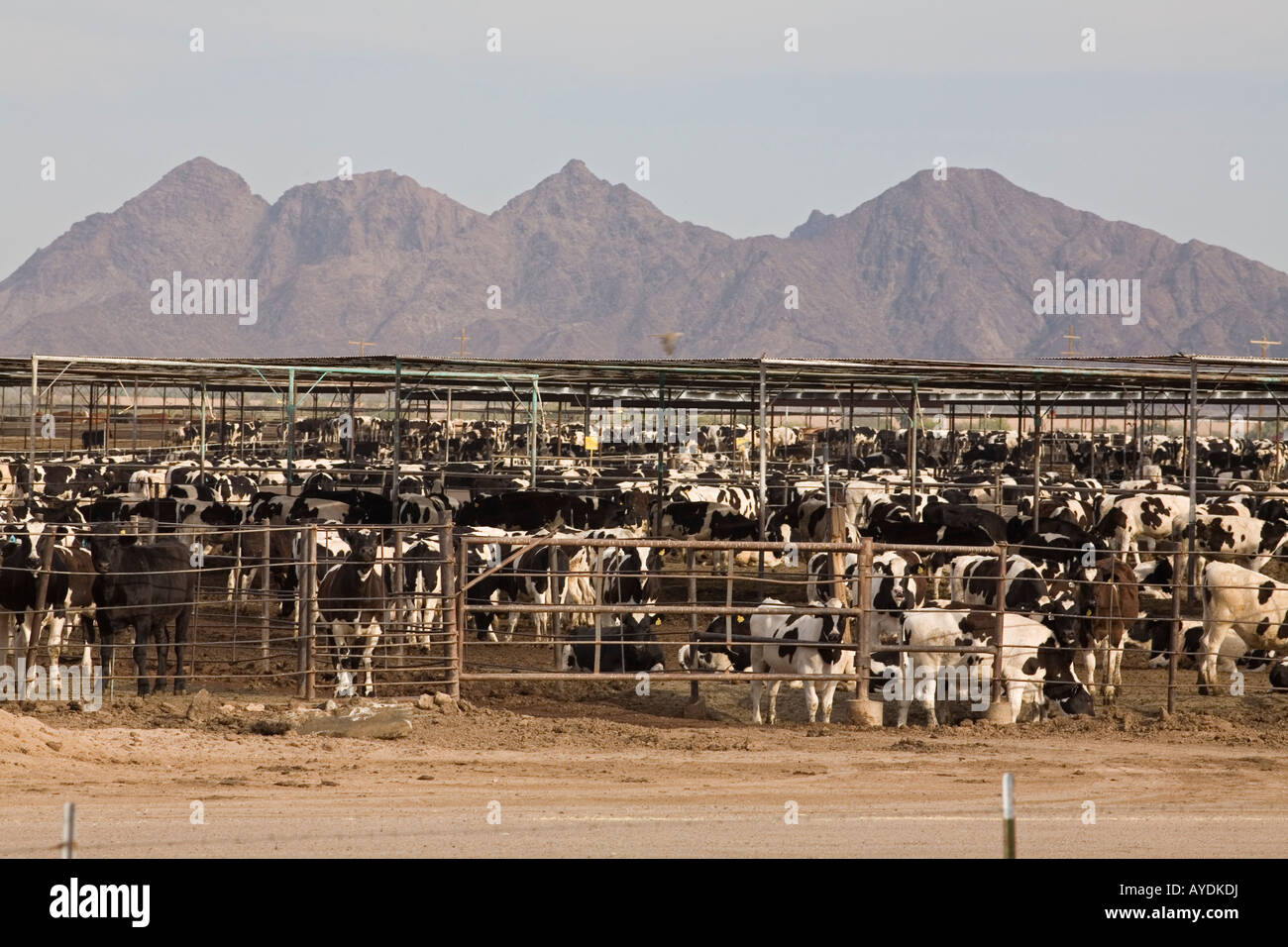 Arizona Cattle Ranch