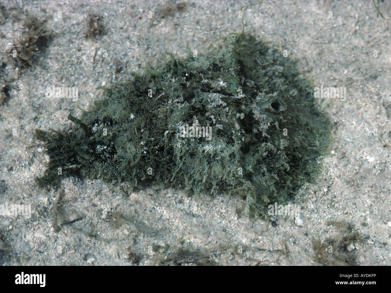 Camouflaged sea slug Nudibranch on coral reef Mombasa Kenya Stock Photo ...