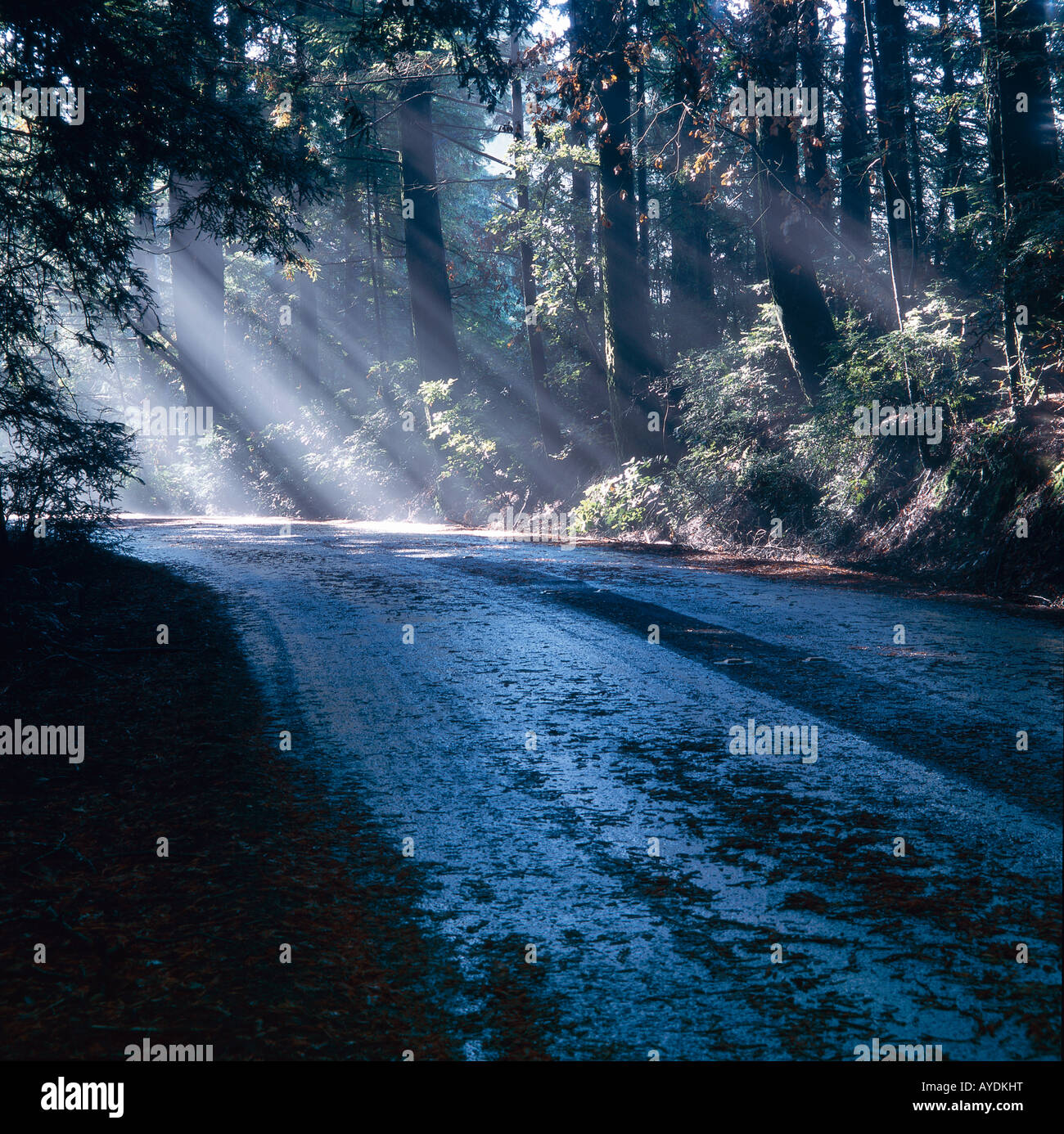 Light streaming through redwood trees as a damp road winds through the ...