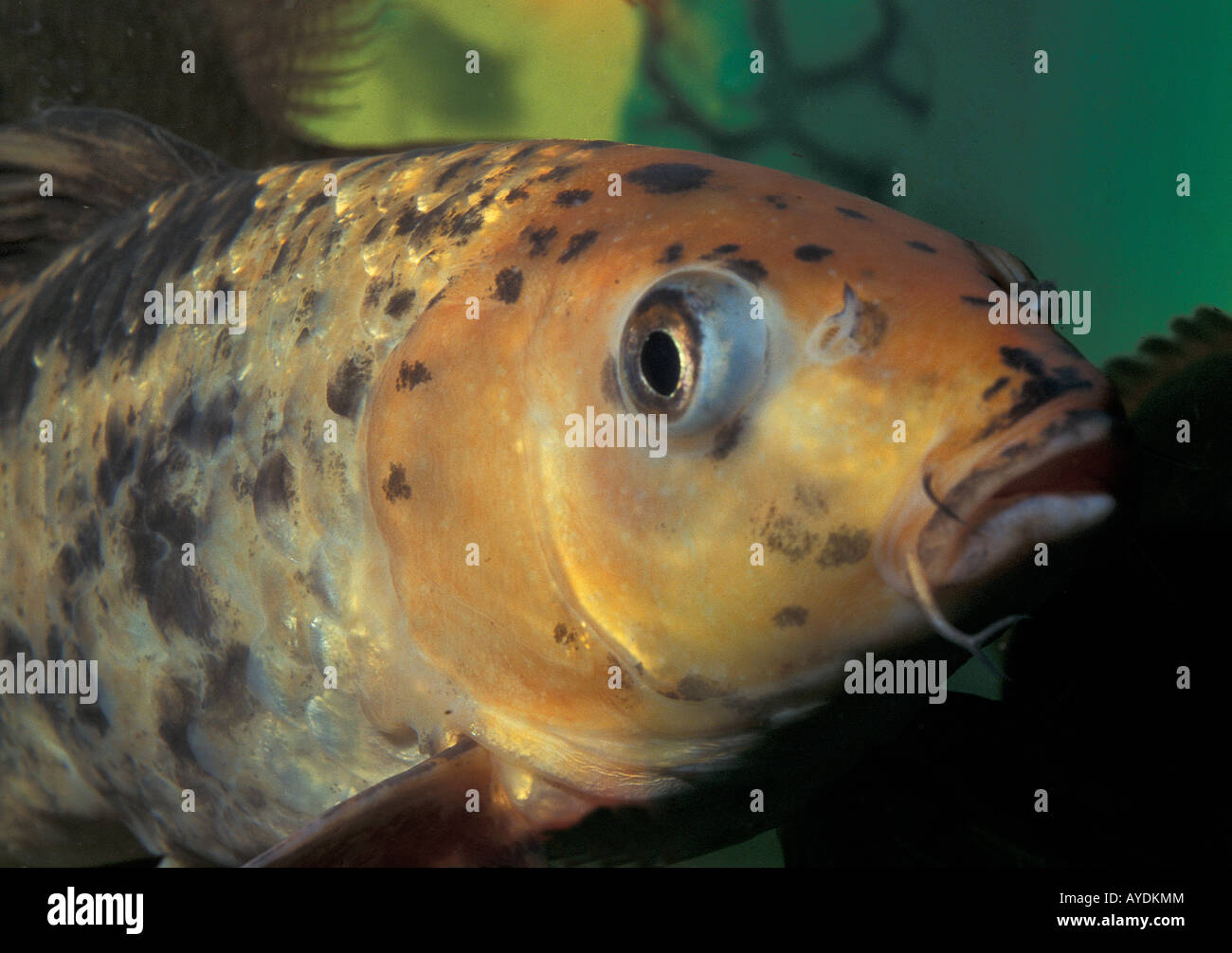Koi Carp (Cyprinus carpio), fish portrait Stock Photo - Alamy