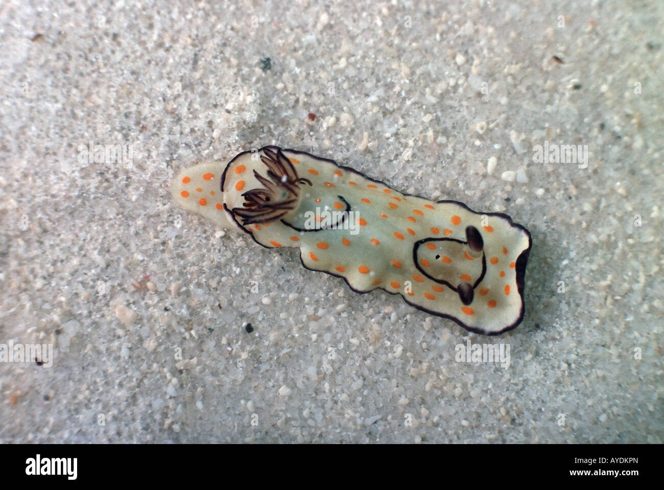 Orange spotted sea slug Mombasa Kenya Stock Photo - Alamy