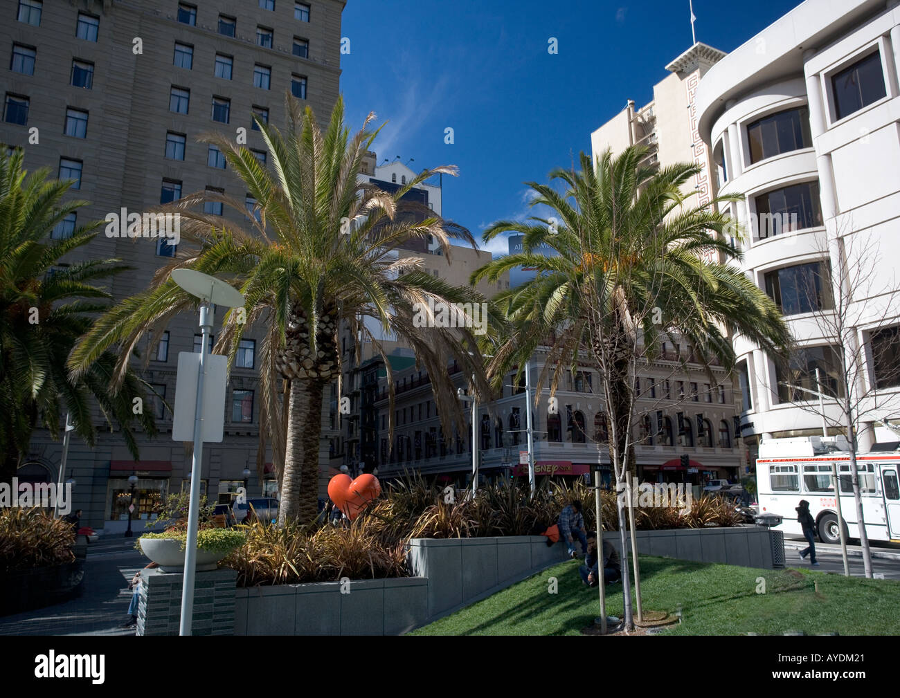 Canary Date Palms Phoenix Canariensis In A San Francisco Square canary-date-palms-phoenix-canariensis-in-a-san-francisco-square