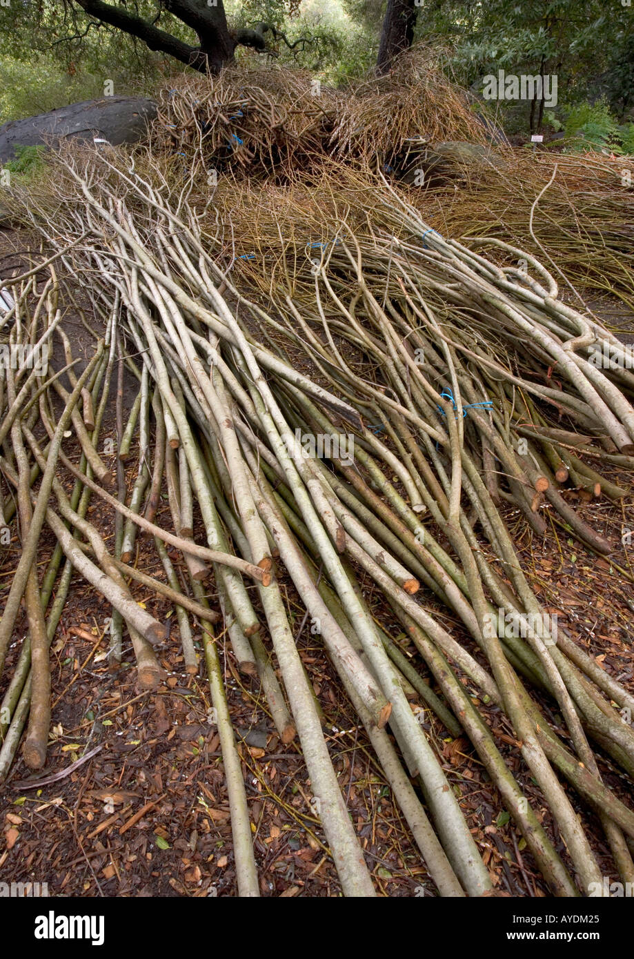 Piles of willow withies ready for use in making a willow sculpture n ...