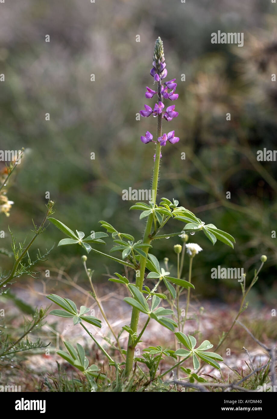 Arizona lupin hi-res stock photography and images - Alamy