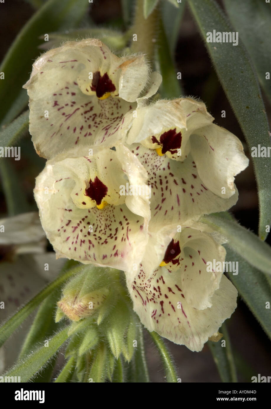 Ghost flower (Mohavea confertiflora) in the desert, death valley ...