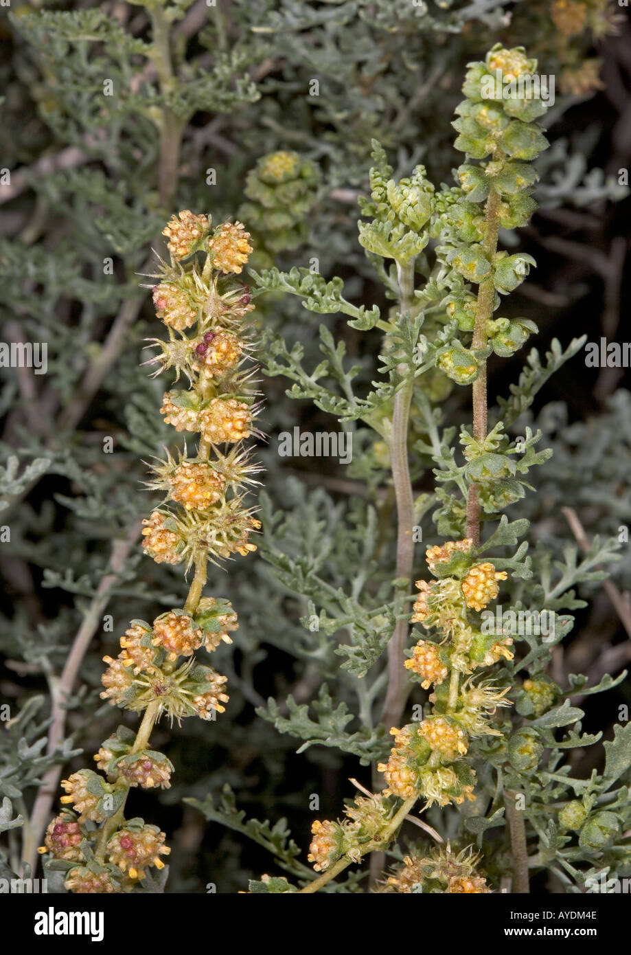 Burro weed white bursage hi-res stock photography and images - Alamy