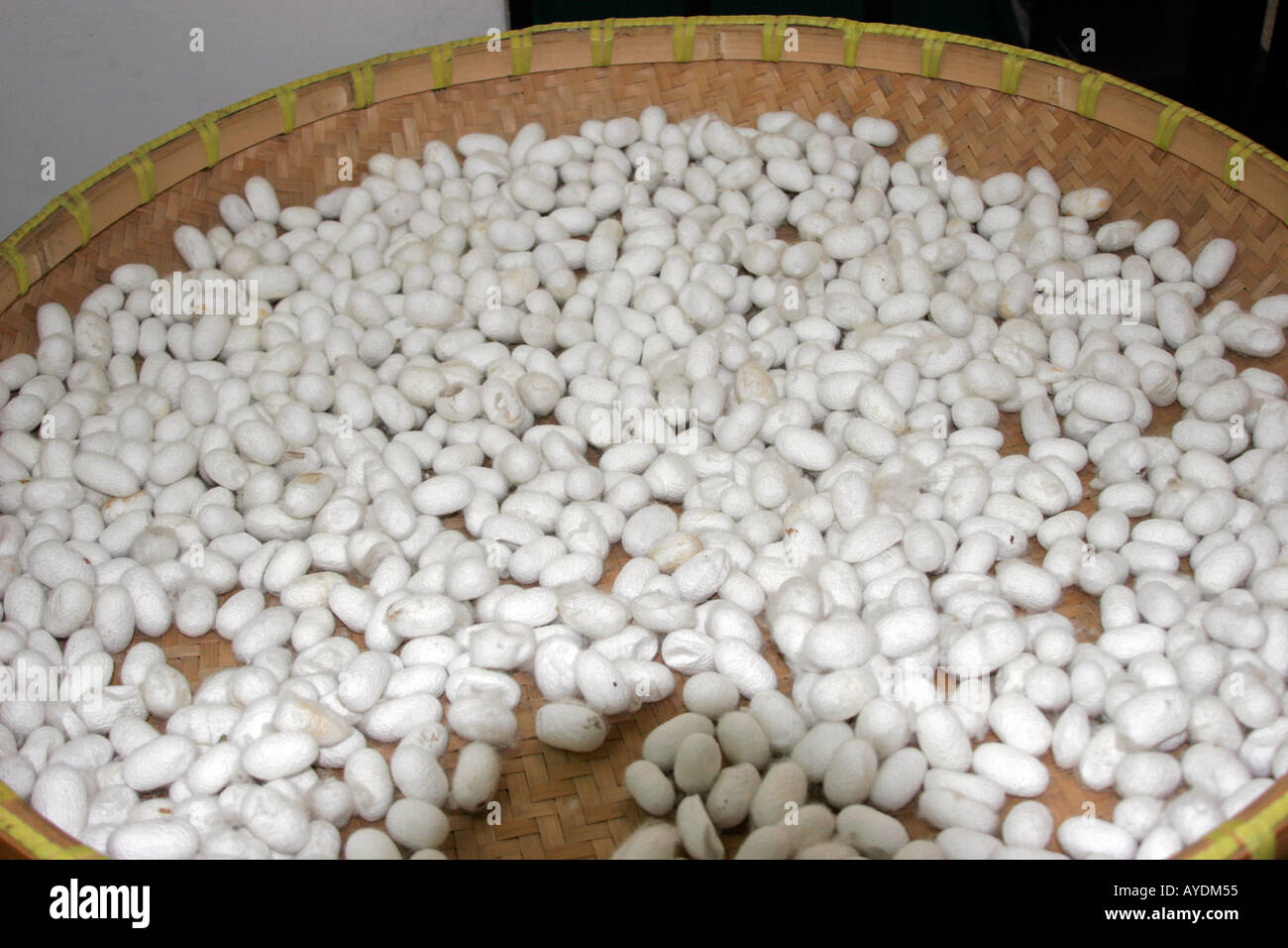 Silkworm pupae hi-res stock photography and images - Alamy