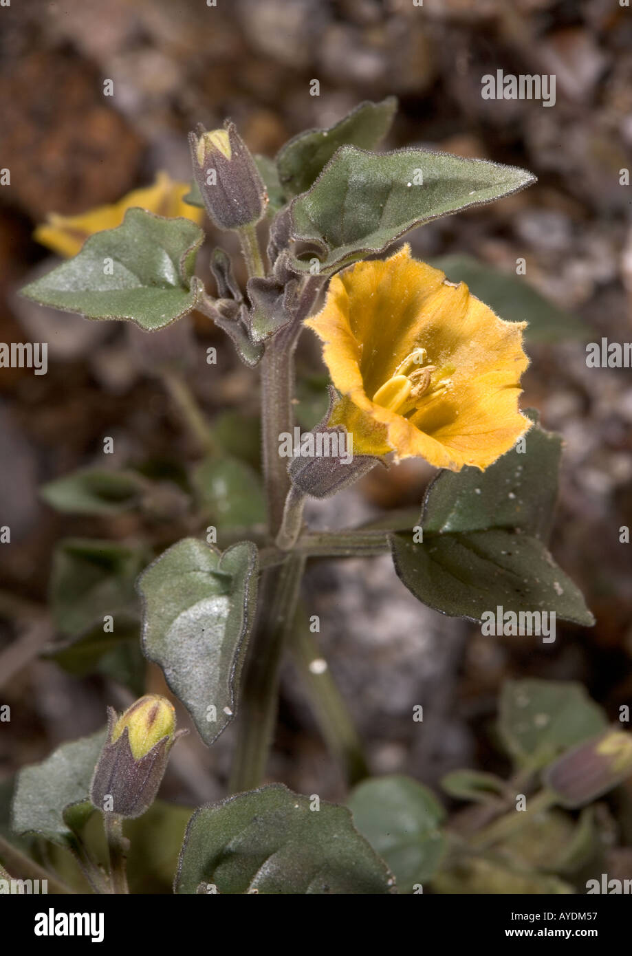 Thick leaved ground cherry Desert sub-shrub Stock Photo - Alamy