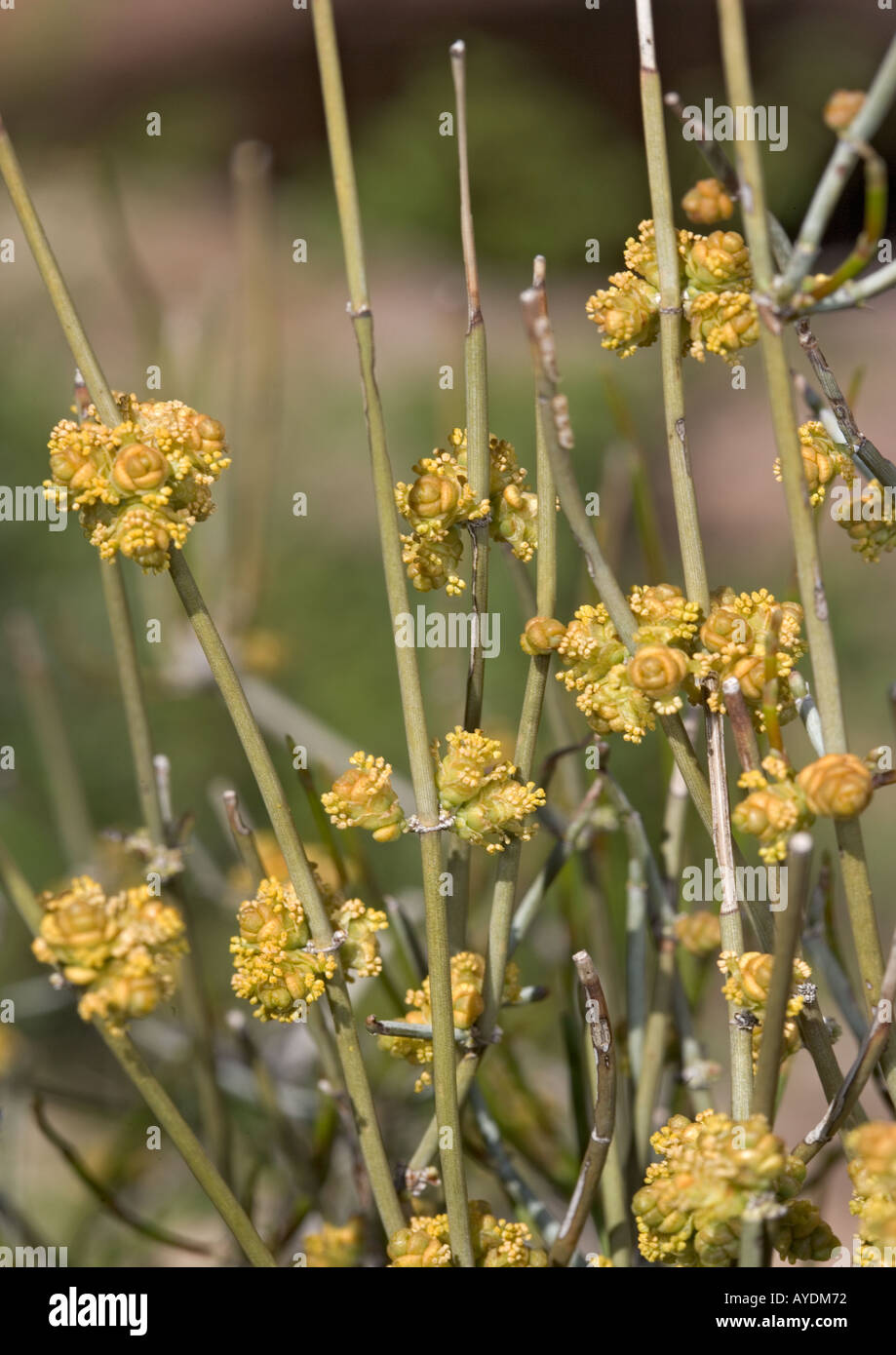 Mormon tea or green ephedra (Ephedra viridis) with male flowers Stock ...