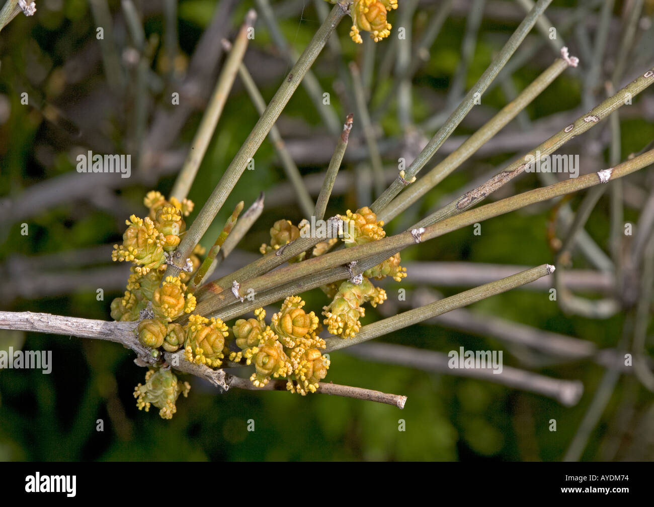 Mormon tea or green ephedra (Ephedra viridis) with male flowers Stock ...