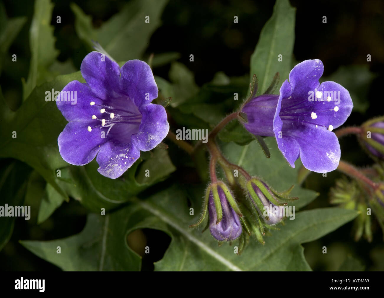 Bluebell phacelia hi-res stock photography and images - Alamy