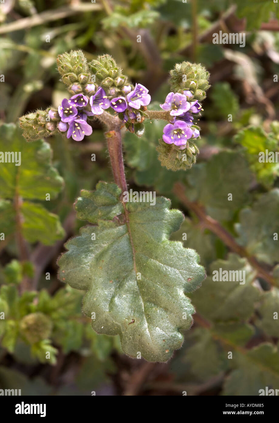Scorpion weed hi-res stock photography and images - Alamy