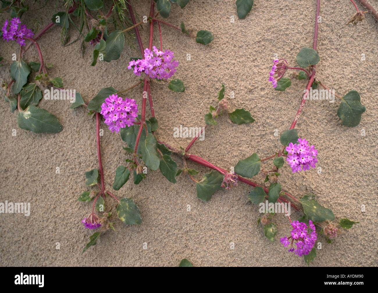 Sand verbena (Abronia villosa) flowering in the desert Stock Photo - Alamy