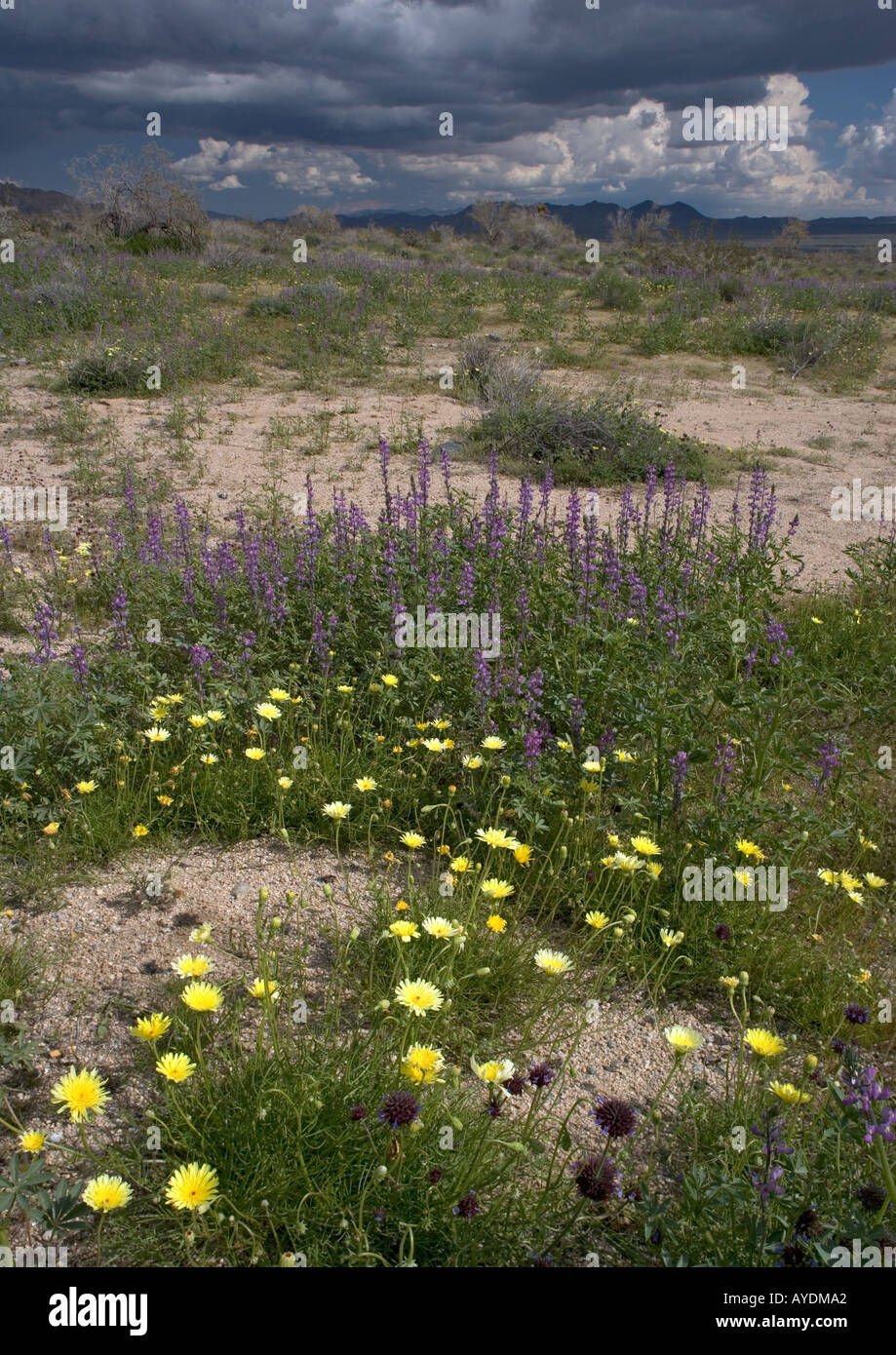 Mass of spring flowers around southern edge of Joshua tree National ...