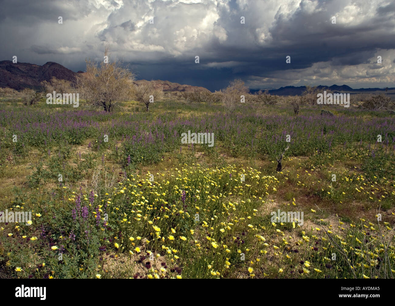 Mass of spring flowers around southern edge of Joshua tree National ...