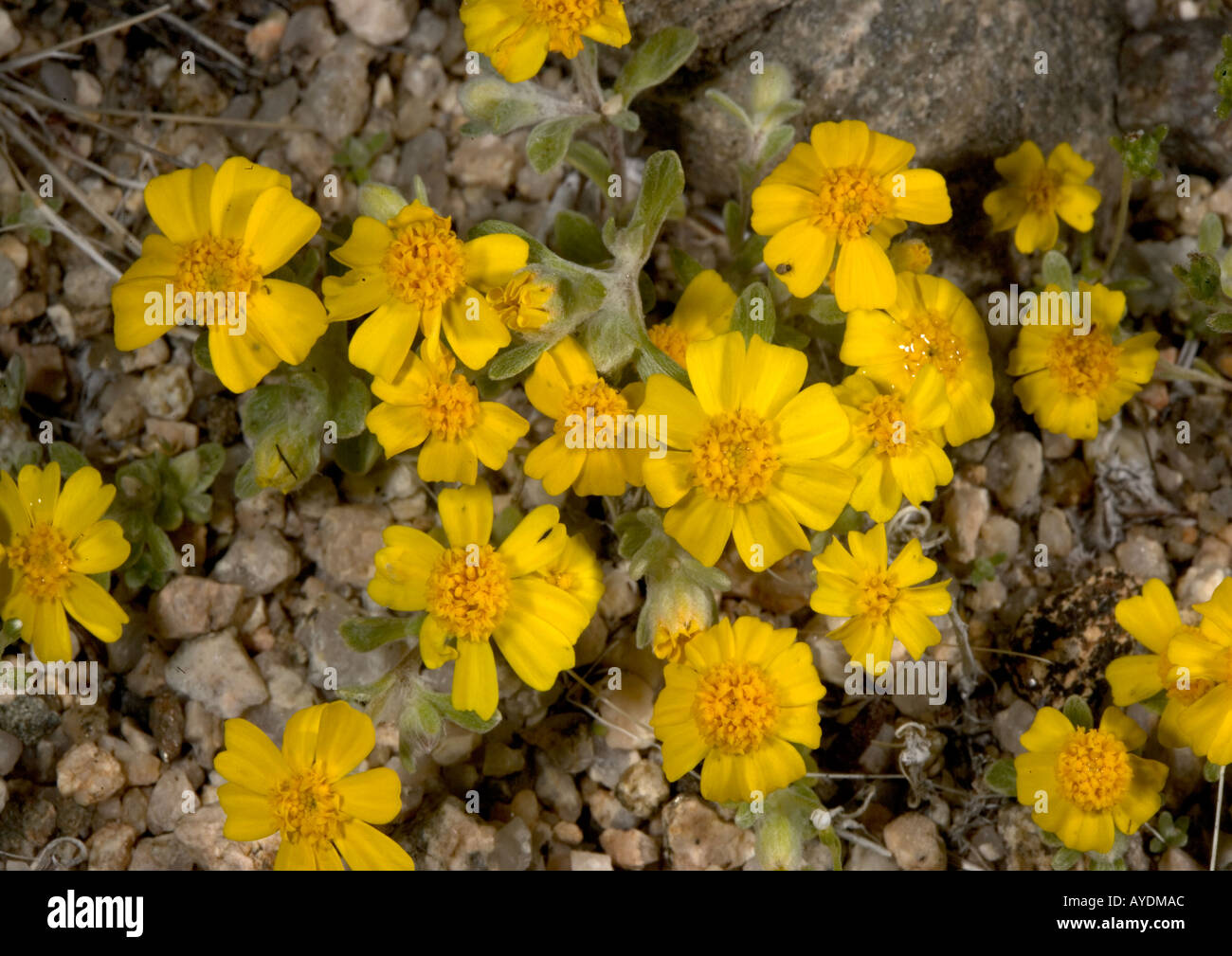 Woolly daisy (Eriophyllum wallacei) Prostrate desert plant Stock Photo ...