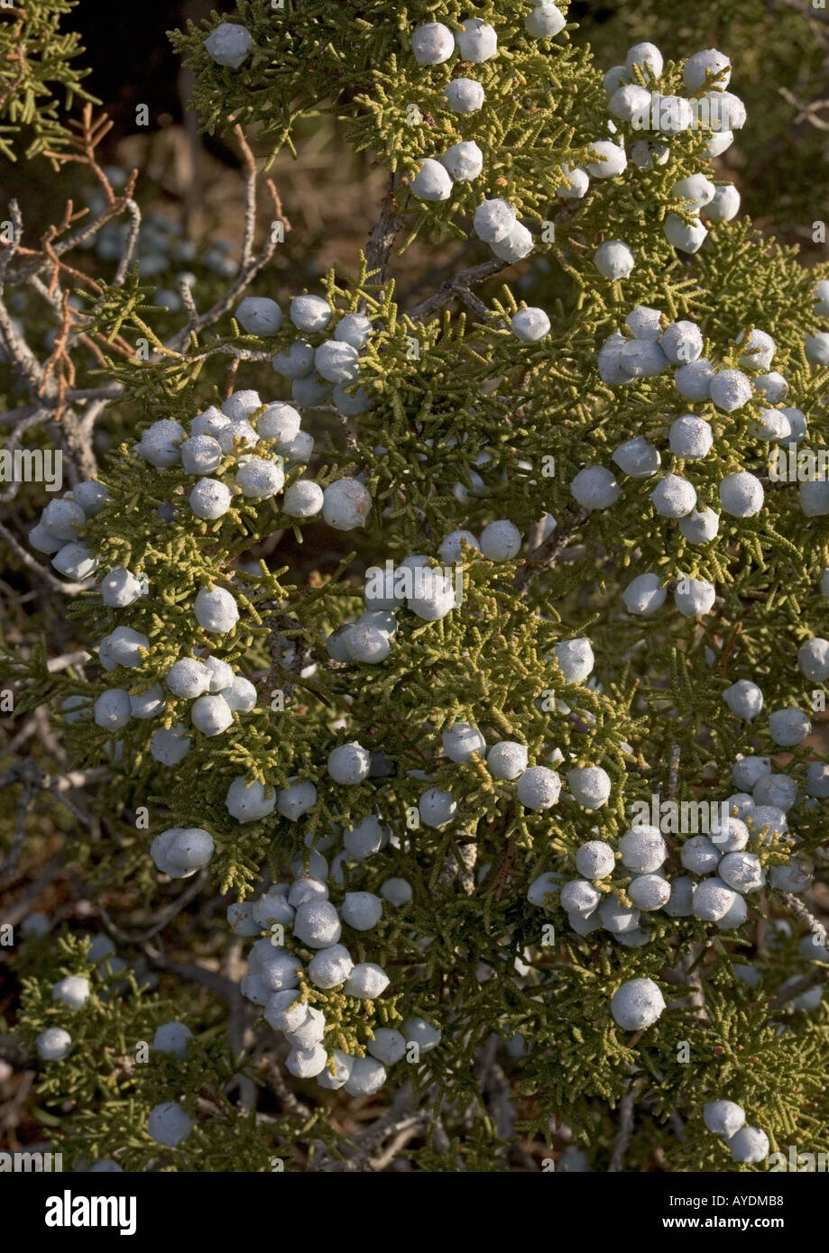 Californian juniper bush ( Juniperus californica with immature fruit ...