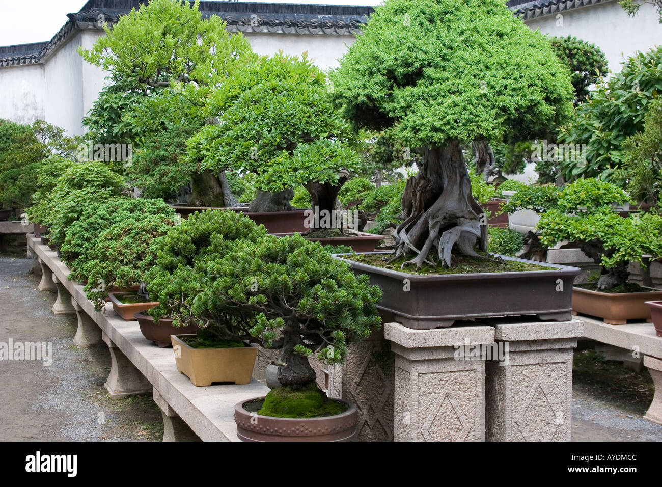 Bonsai trees in a garden in Suzhou China Stock Photo - Alamy
