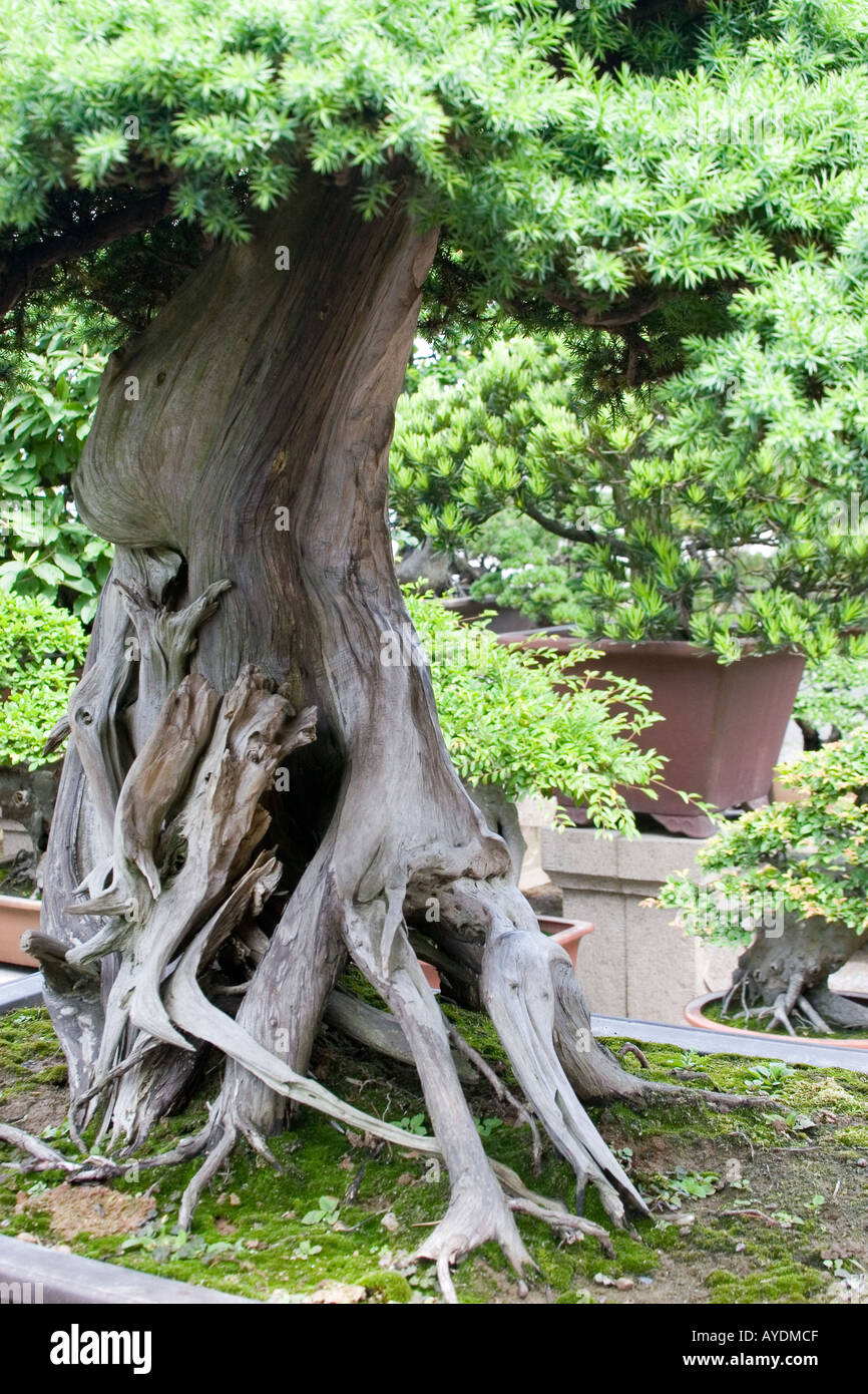 Large ancient bonsai in a garden in Suzhou China Stock Photo - Alamy