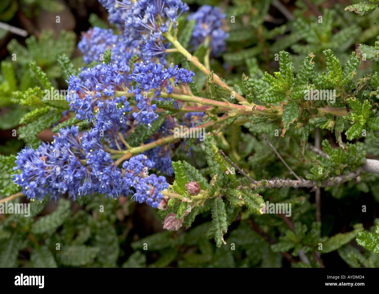 Dwarf ceanothus hi-res stock photography and images - Alamy